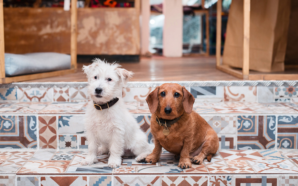 Accesorios de lujo para tu mascota en Palma Dog - La vida en Mallorca