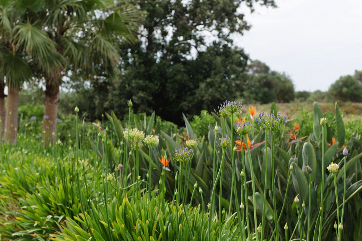 Diseño de jardines secos y oasis aromáticos - La vida en Mallorca